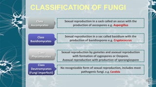 General_Properties_of_fungi.pptx