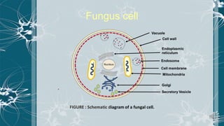 General_Properties_of_fungi.pptx