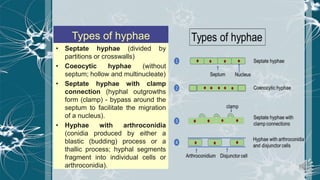 General_Properties_of_fungi.pptx