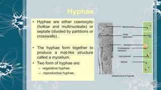 General_Properties_of_fungi fidrawa.pptx