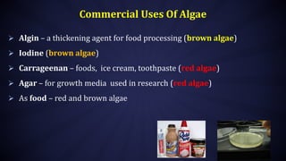 General properties of fungi, algae & protoza | PPTX | Biological ...