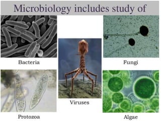 General properties of microbes.pptx