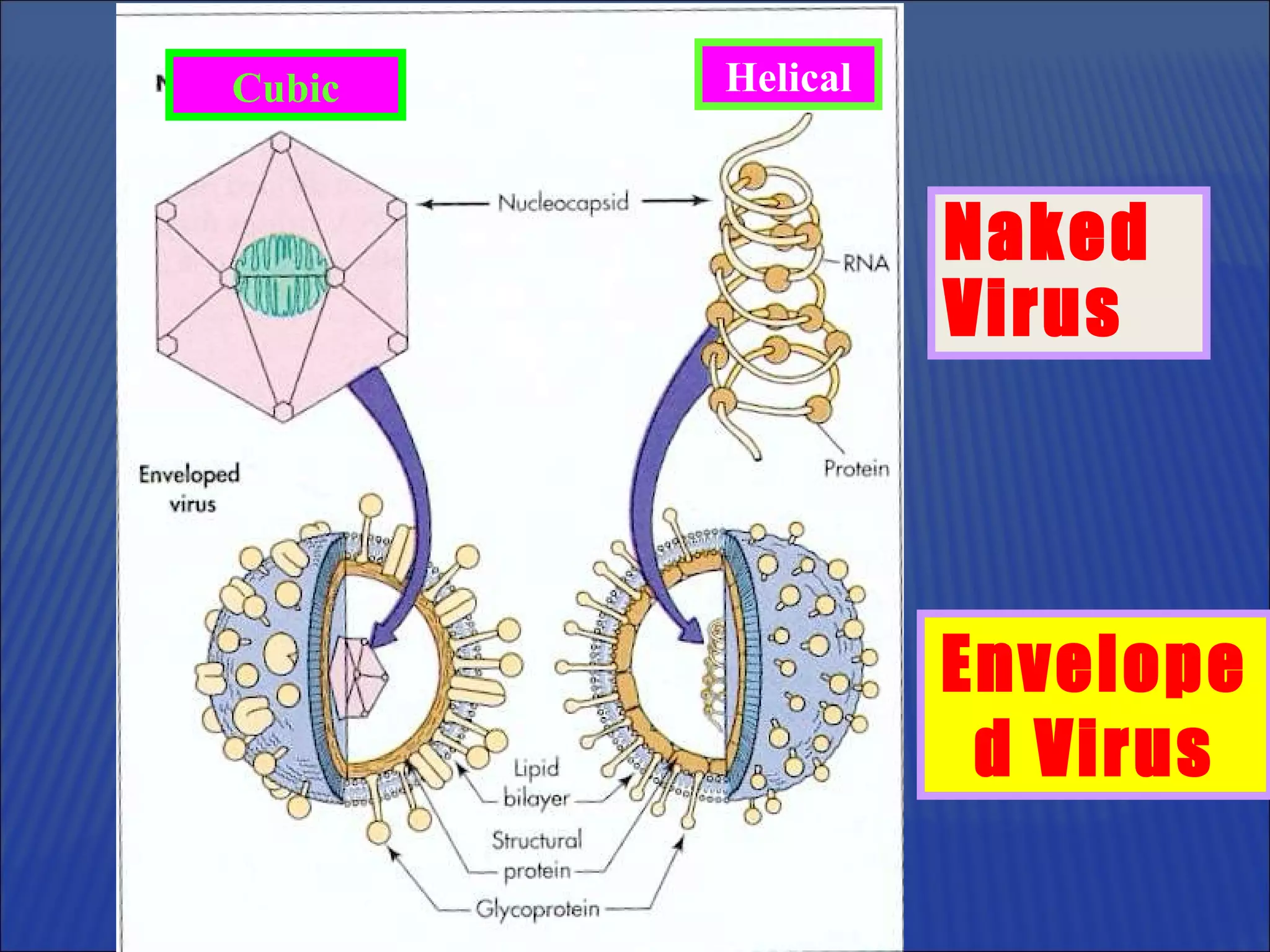 General properties of viruses | PPT