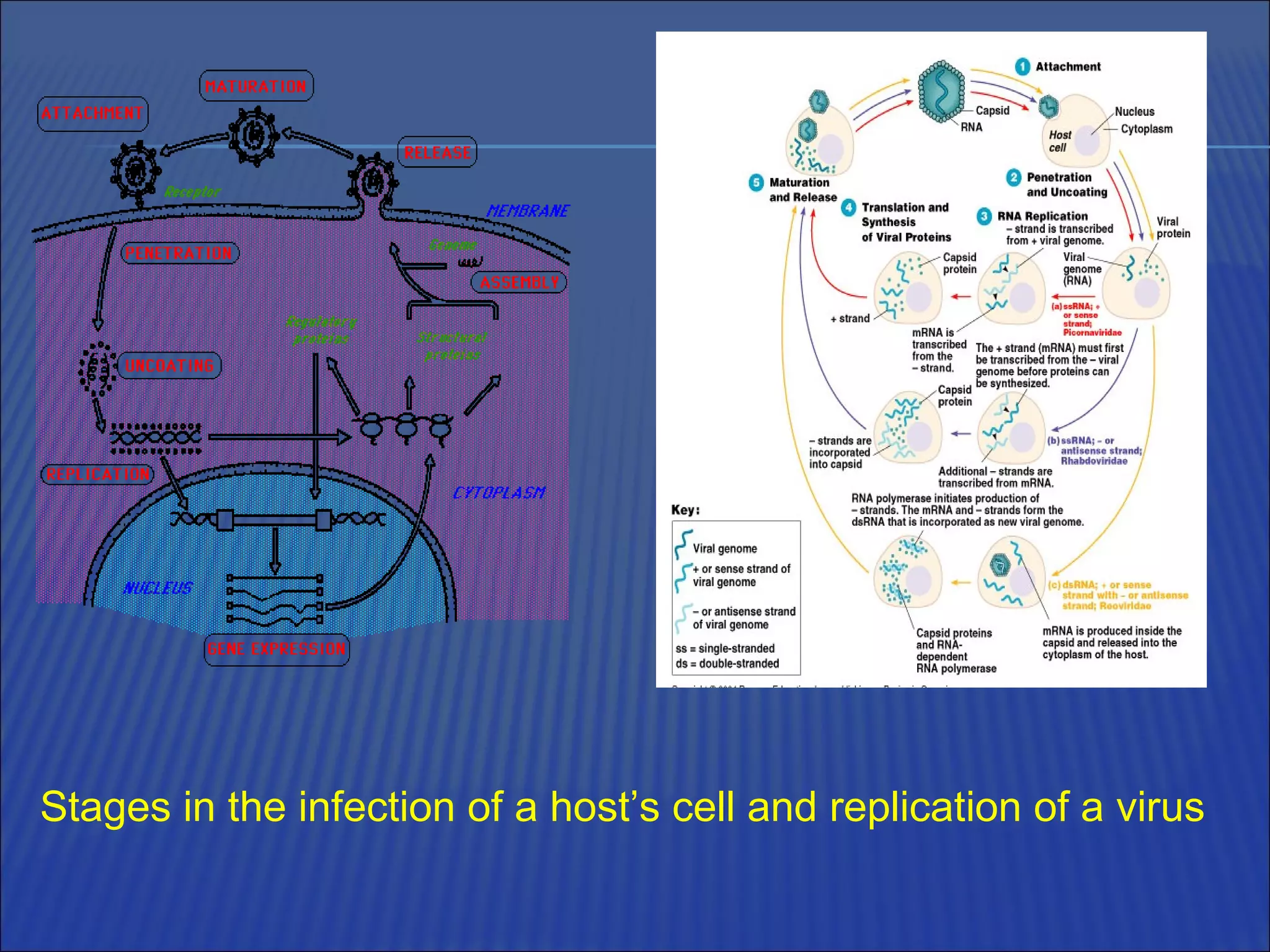 General properties of viruses | PPT