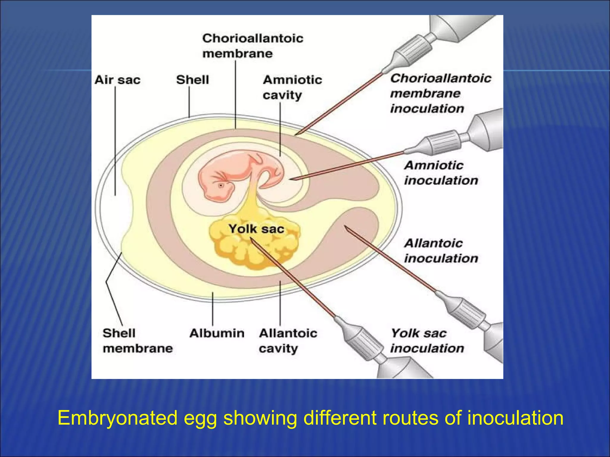 General properties of viruses | PPT