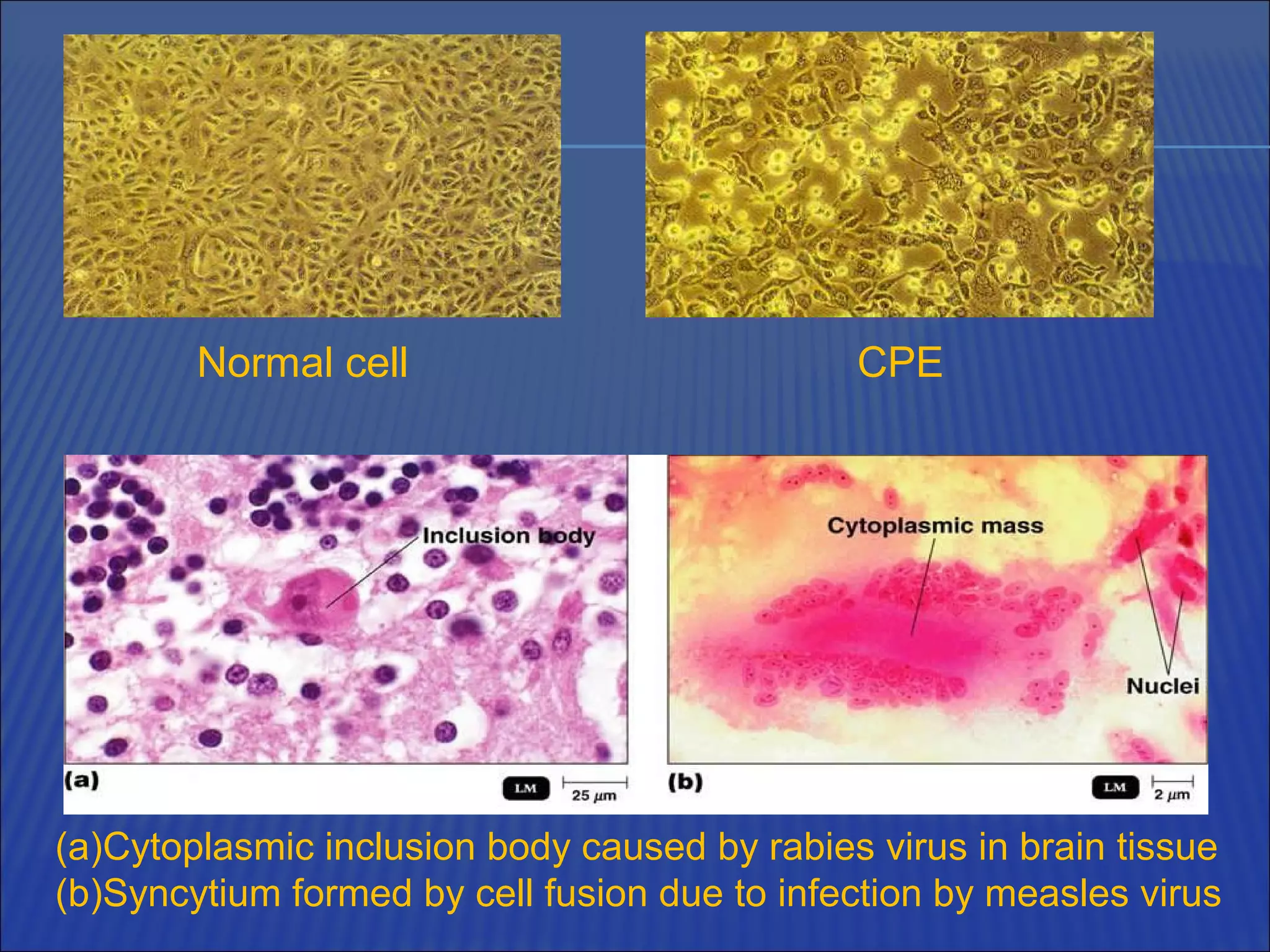 General properties of viruses | PPT