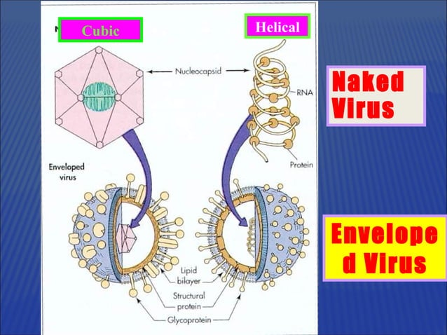 General properties of viruses | PPT
