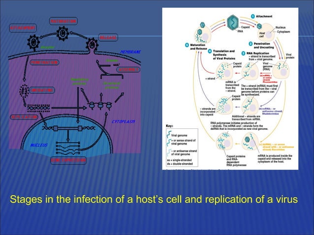 General properties of viruses | PPT