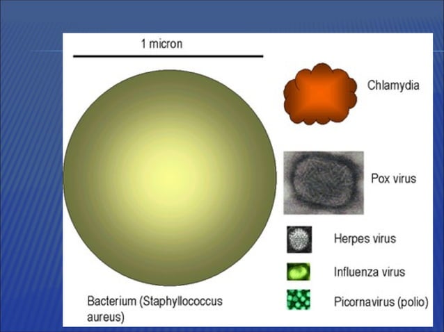 General properties of viruses | PPT