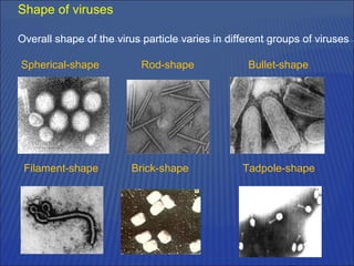Virus Examples