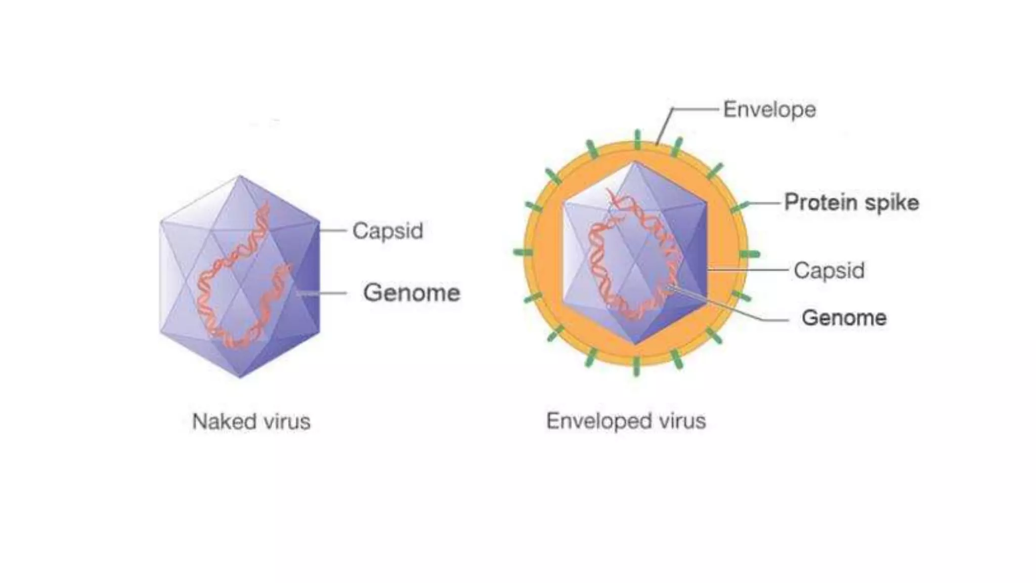 General properties of viruses | PPTX