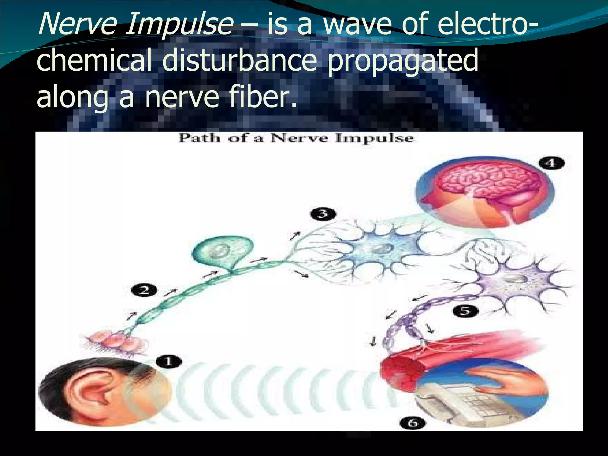 General psych neurobiobases part 2 | PPT | Brain and Nervous System ...