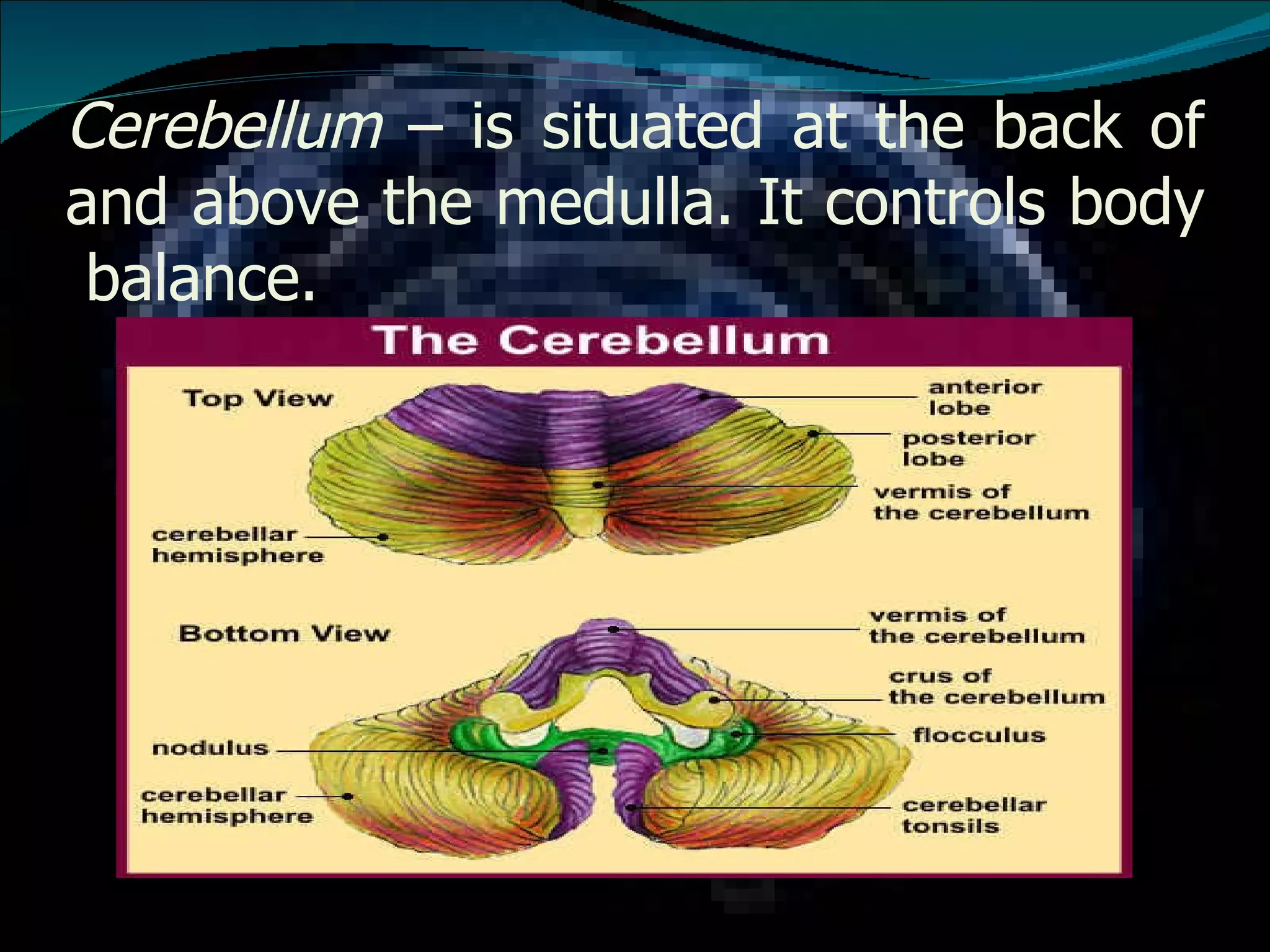 General psych neurobiobases part 2 | PPT | Brain and Nervous System ...