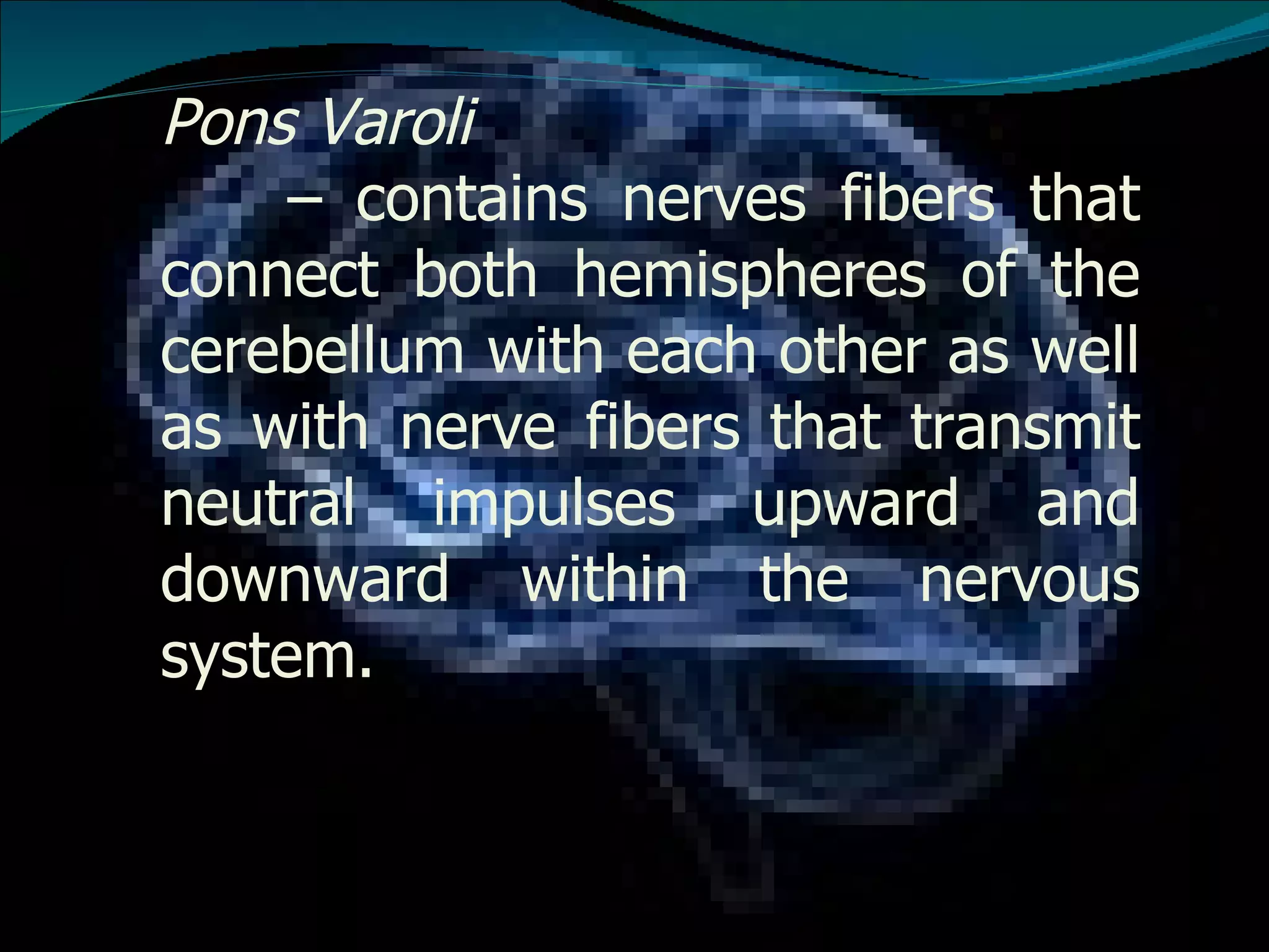 General psych neurobiobases part 2 | PPT | Brain and Nervous System ...