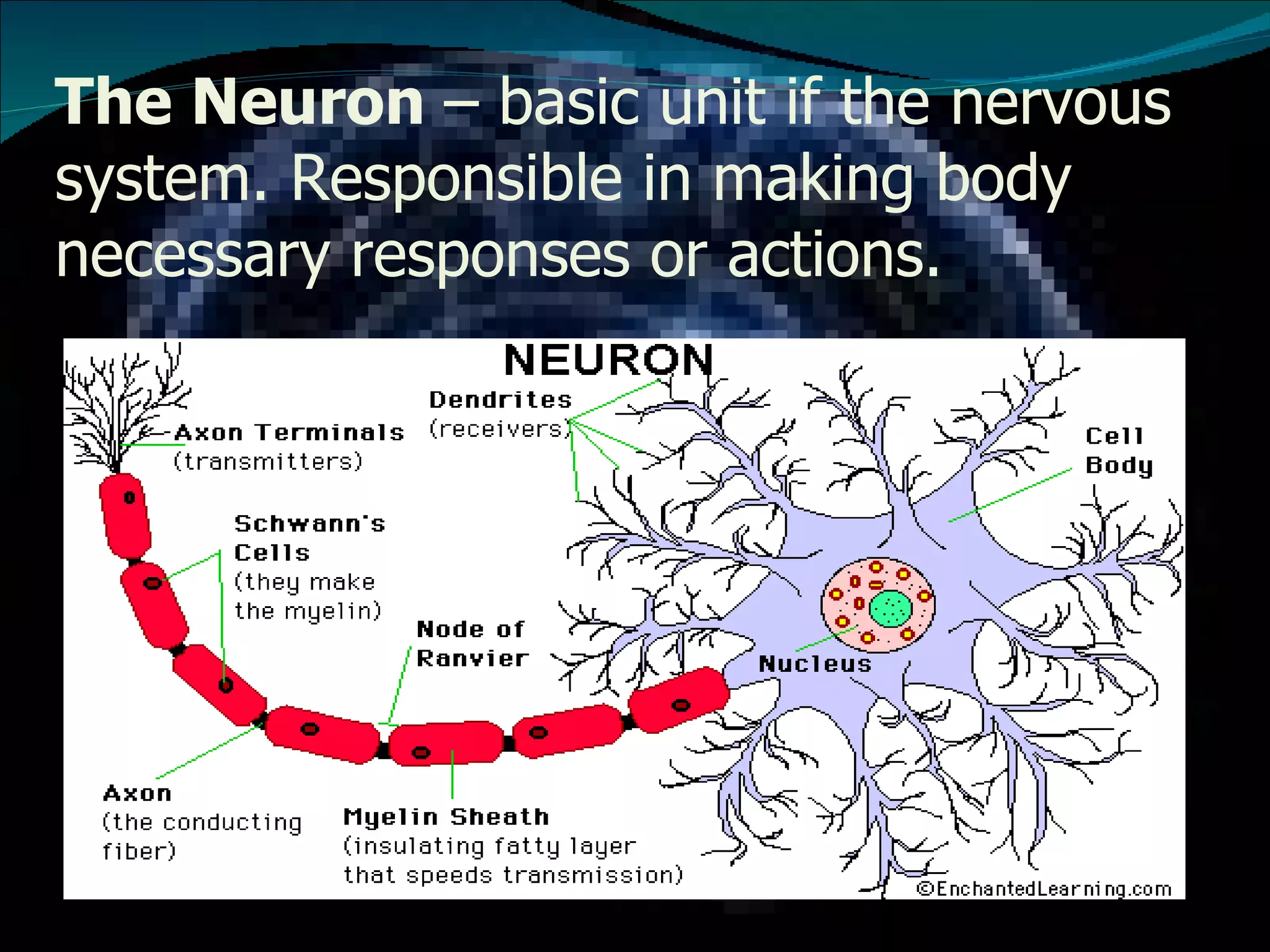 General psych neurobiobases part 2 | PPT | Brain and Nervous System ...