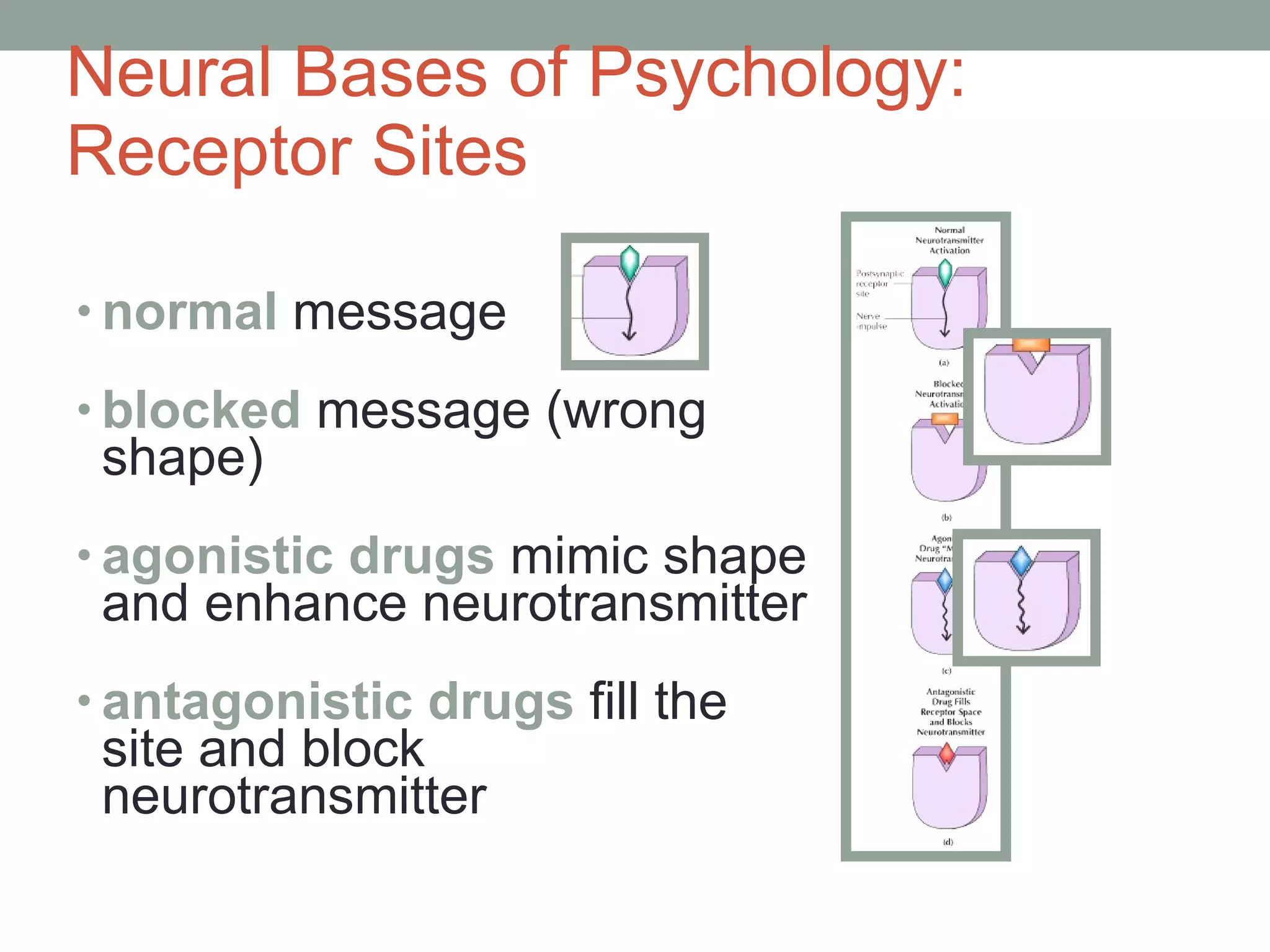 General psych neurobiological bases | PPT