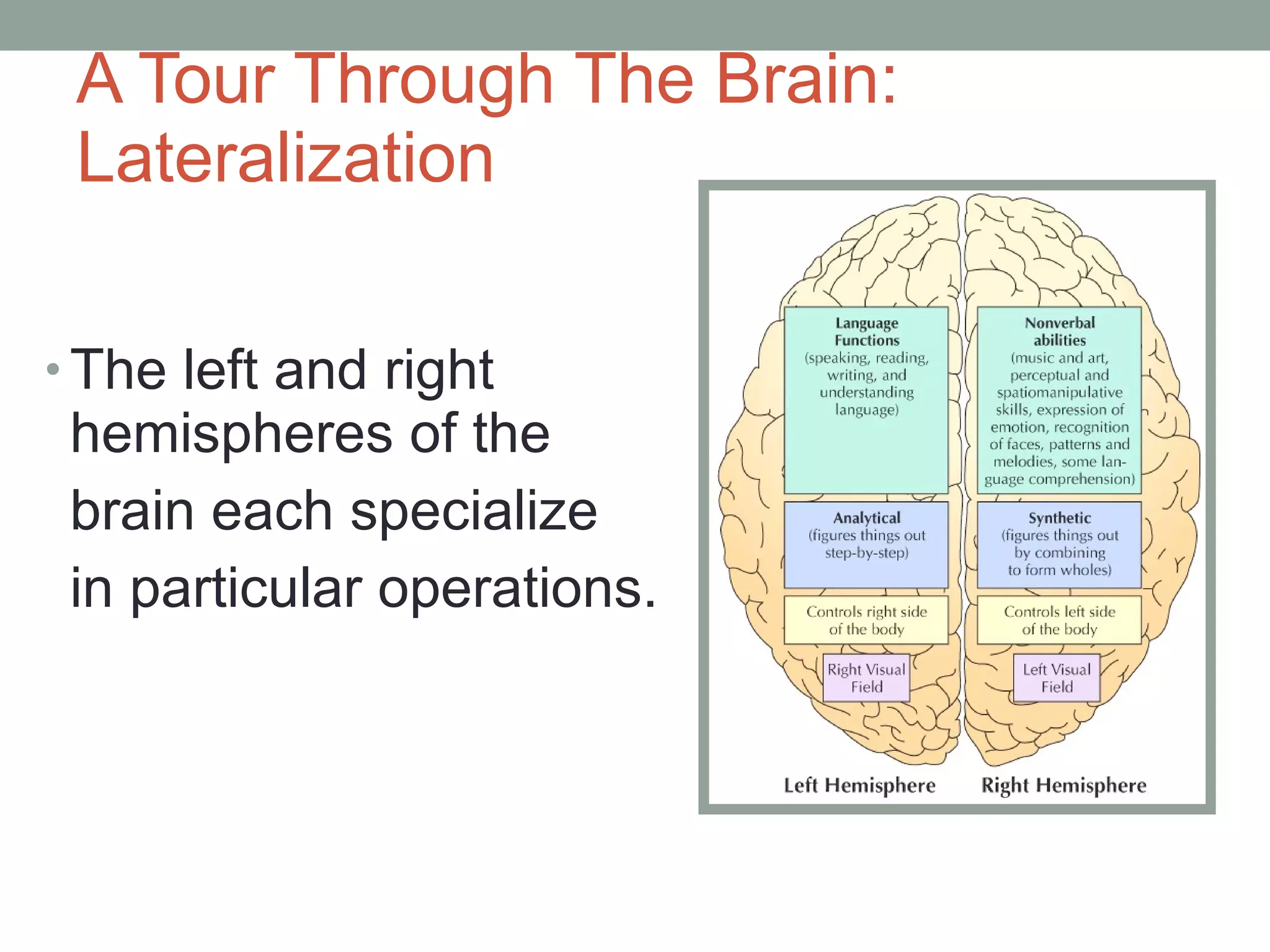 General psych neurobiological bases | PPT