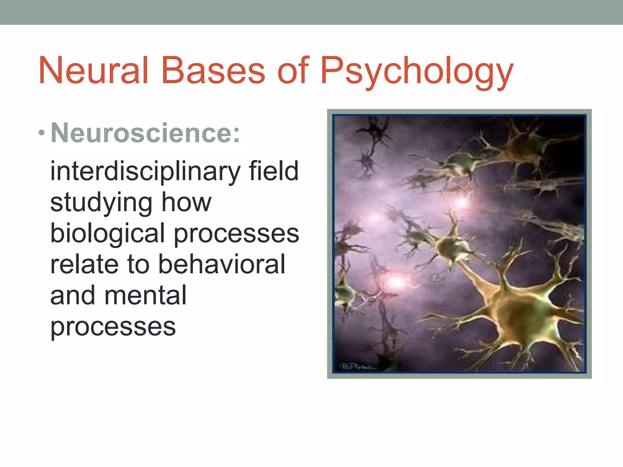 General psych neurobiological bases | PPT
