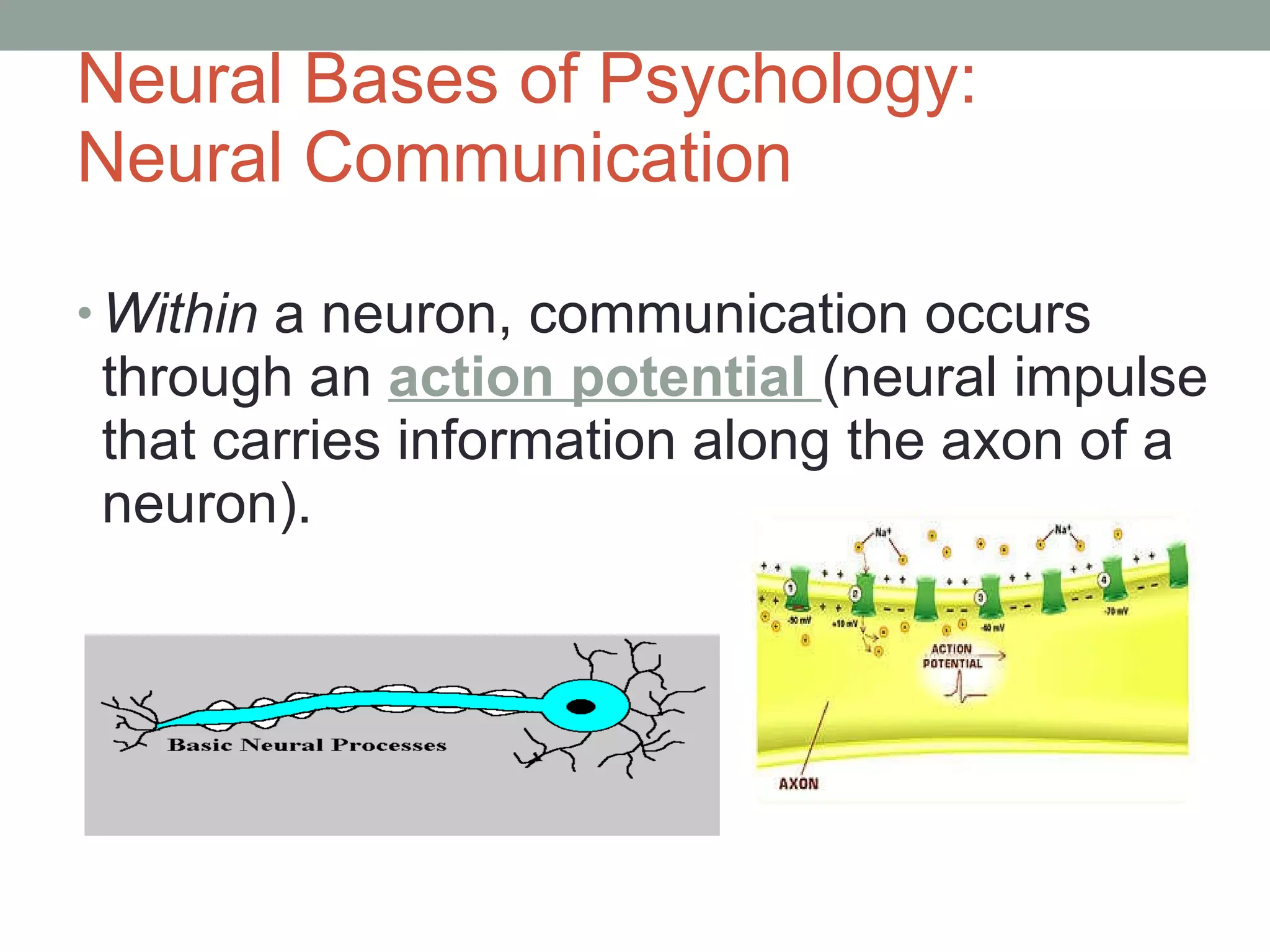 General psych neurobiological bases | PPT
