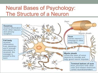 General psych neurobiological bases | PPT
