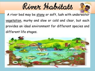 Aquatic Habitat: The River | PDF