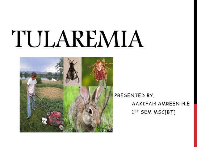 Tularemia | PPTX | Infectious Diseases | Diseases and Conditions