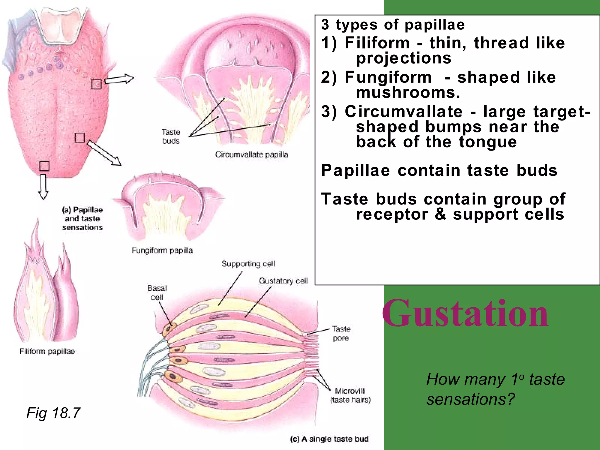 General & Special Senses | PPT