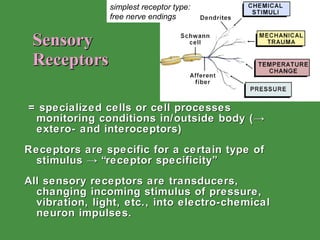 General & Special Senses | PPT