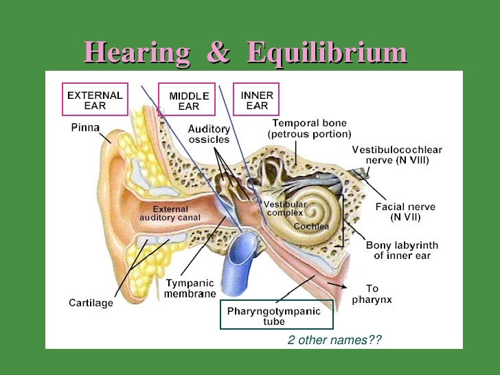 Equilibrium Areas Of The Ear