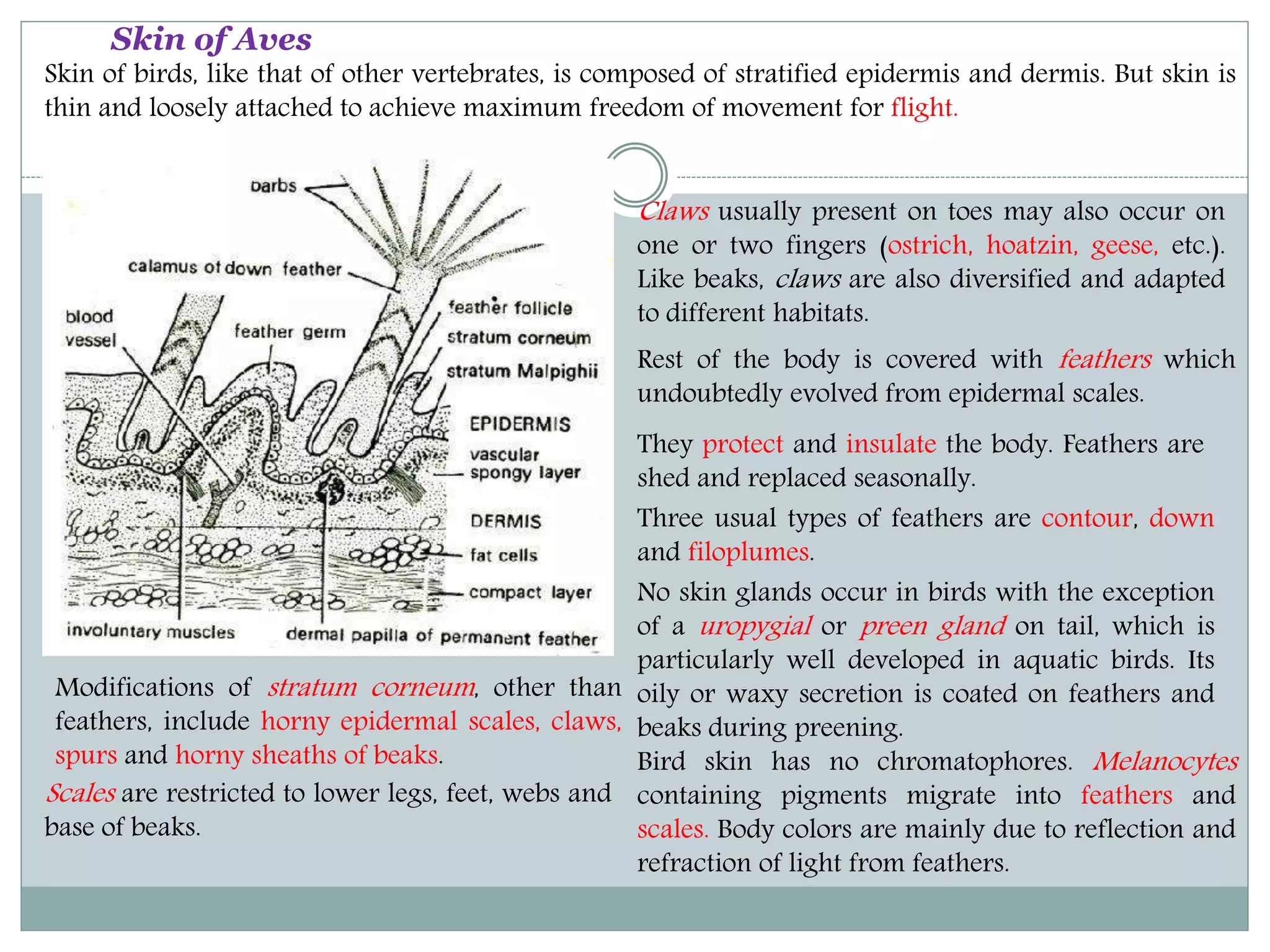 General structure and function of Integument by Dr. Jayvardhan V ...