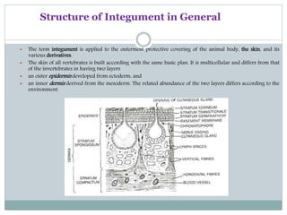 General structure and function of Integument by Dr. Jayvardhan V ...