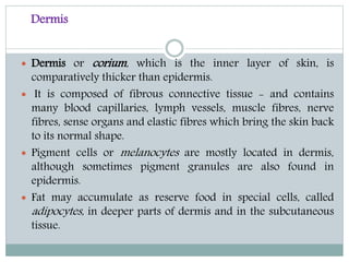 General structure and function of Integument by Dr. Jayvardhan V ...