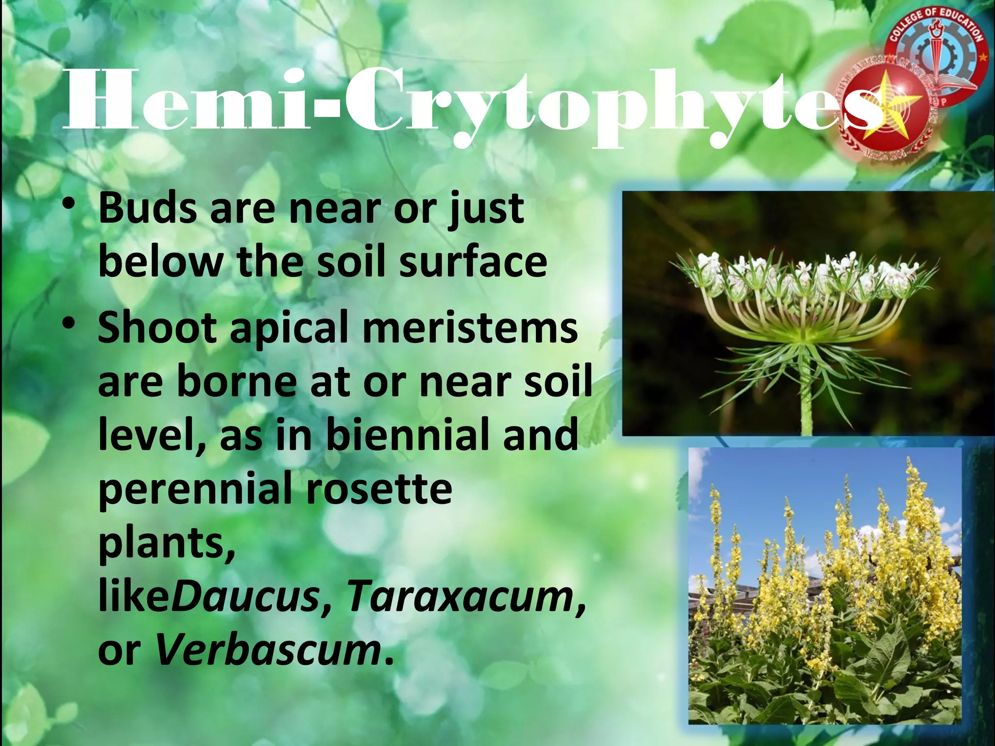 General structures of terrestrial communities | PPT