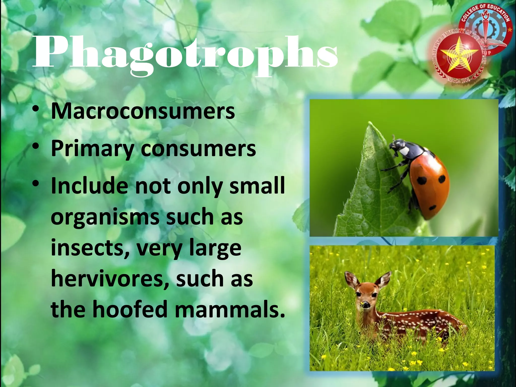 General structures of terrestrial communities | PPT