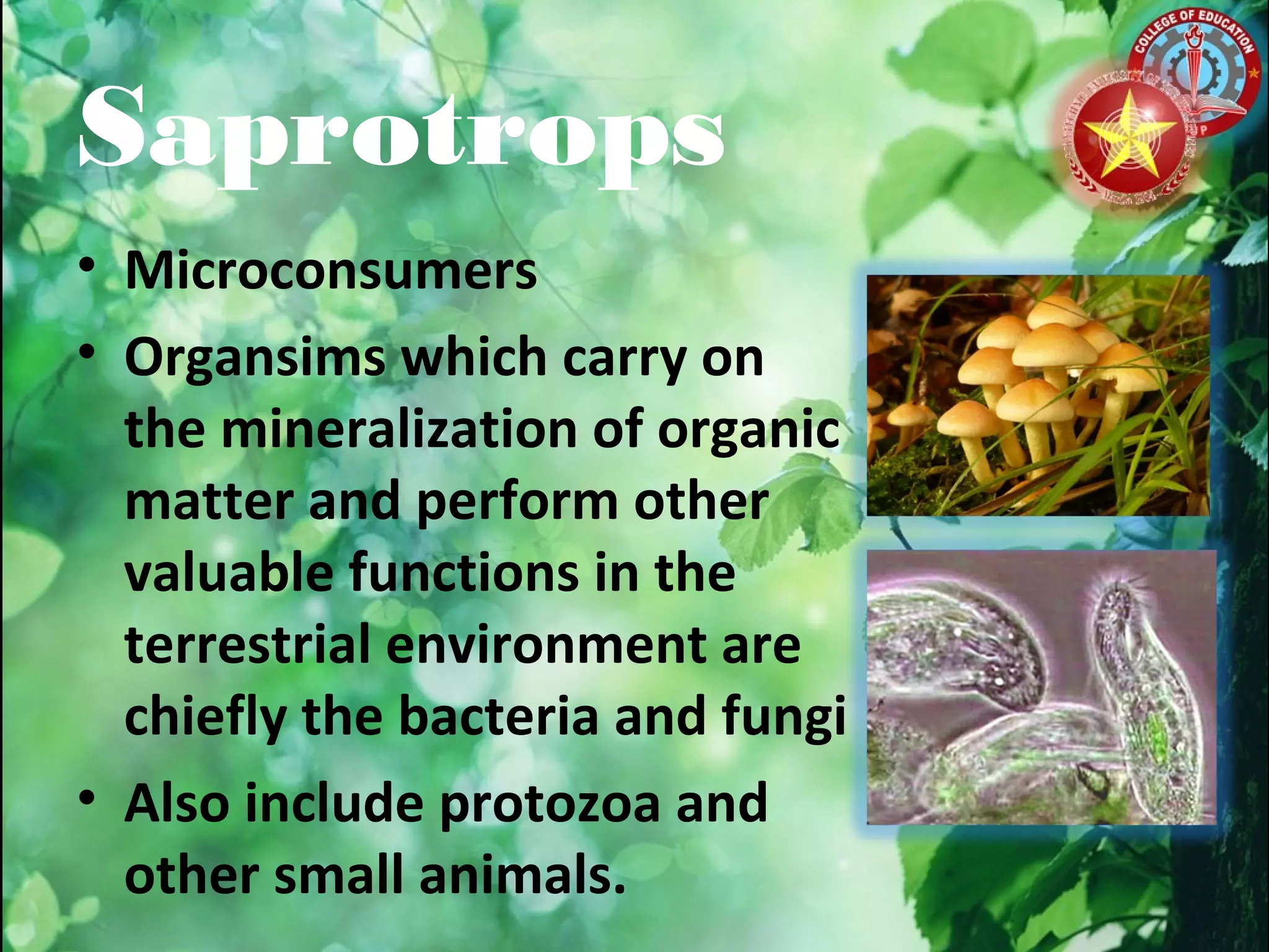 General structures of terrestrial communities | PPT