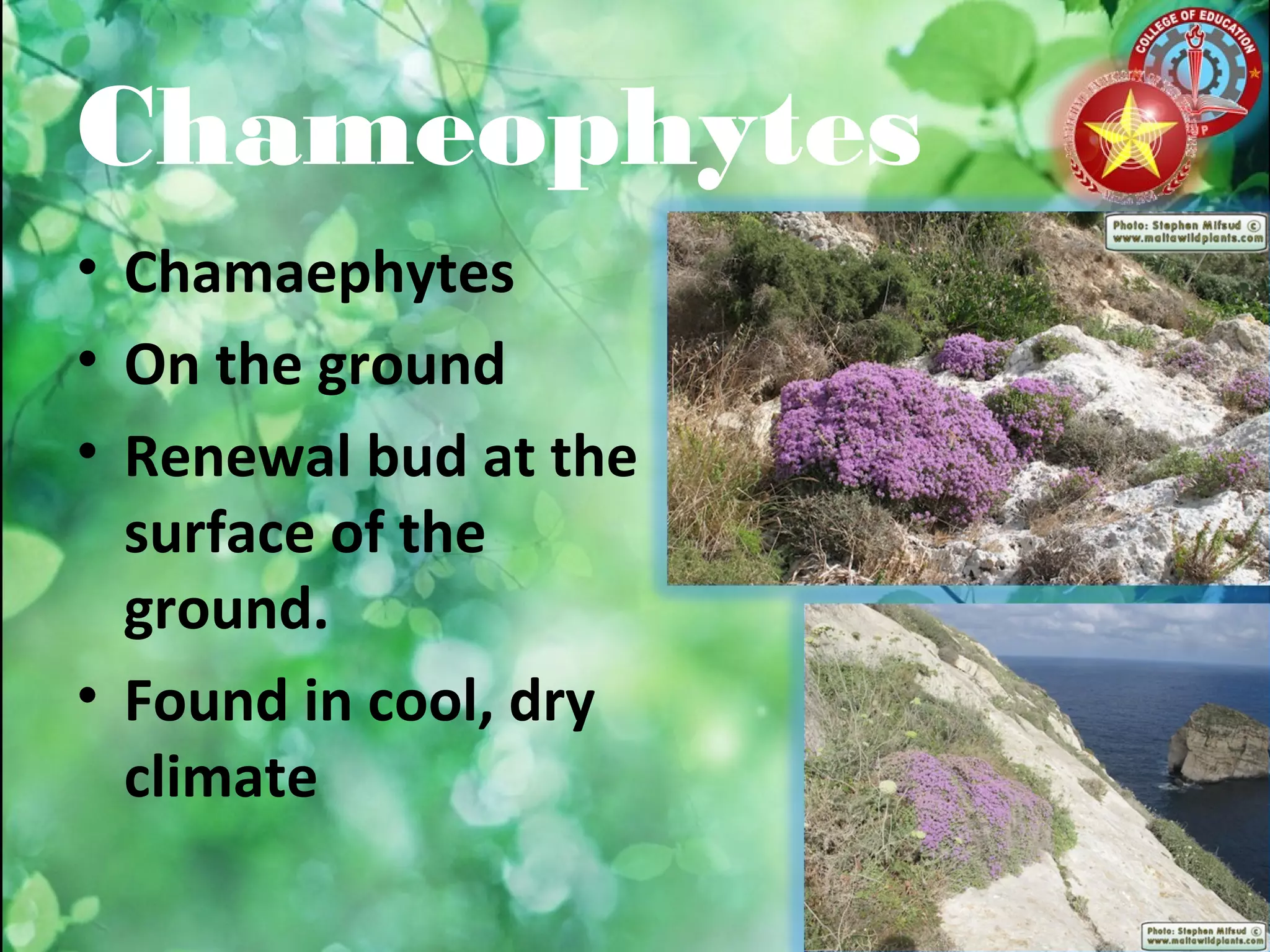 General structures of terrestrial communities | PPT