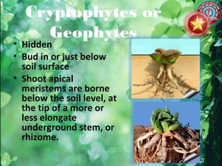 General structures of terrestrial communities | PPT