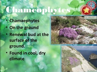 General structures of terrestrial communities | PPT