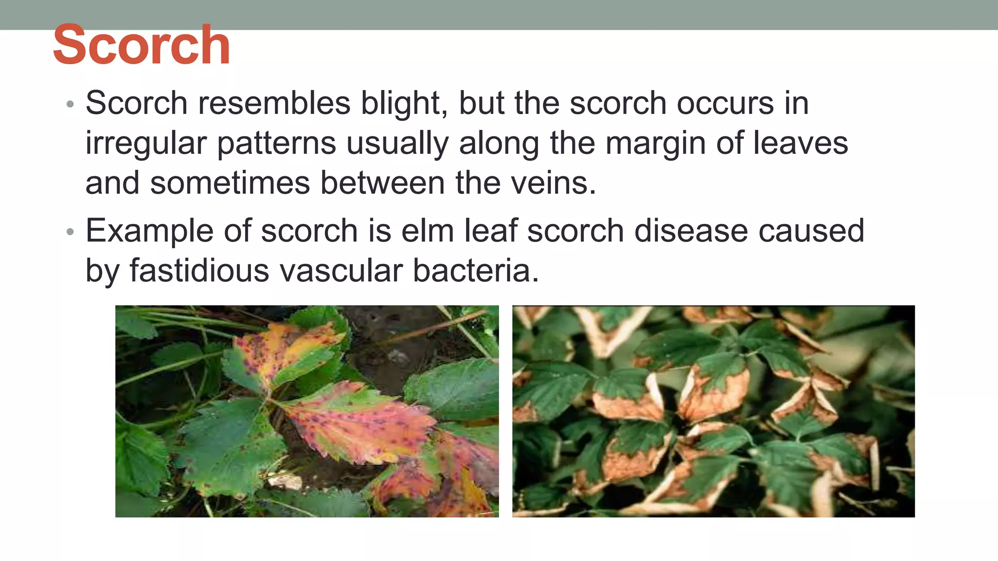 General Symptoms of Plant Diseases.pptx