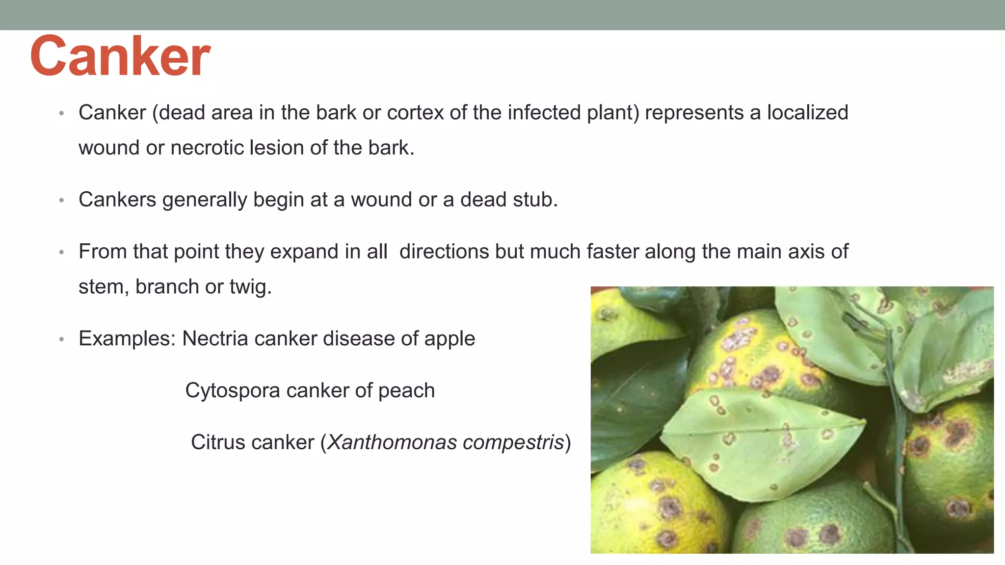 General Symptoms of Plant Diseases.pptx