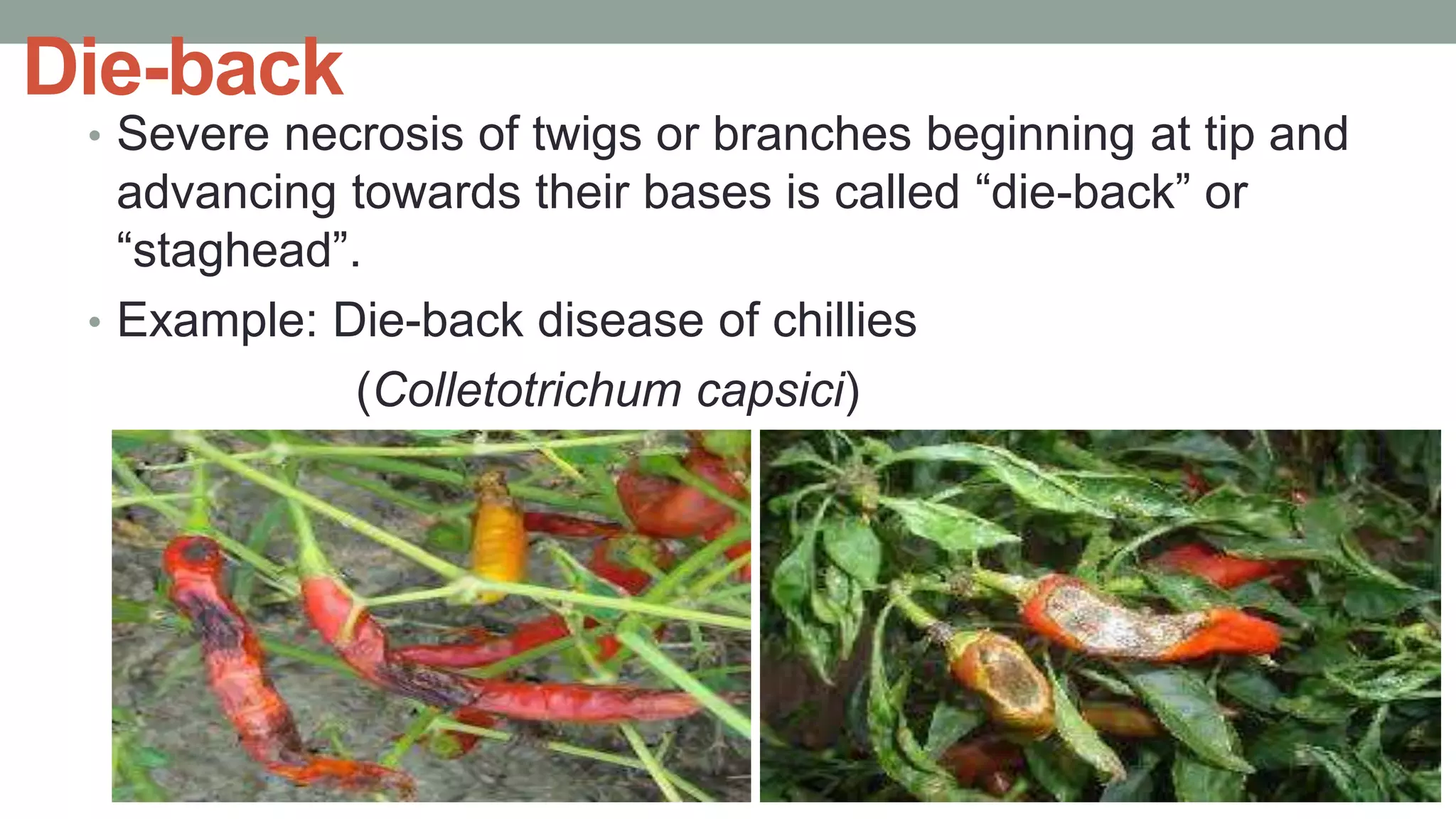General Symptoms of Plant Diseases.pptx