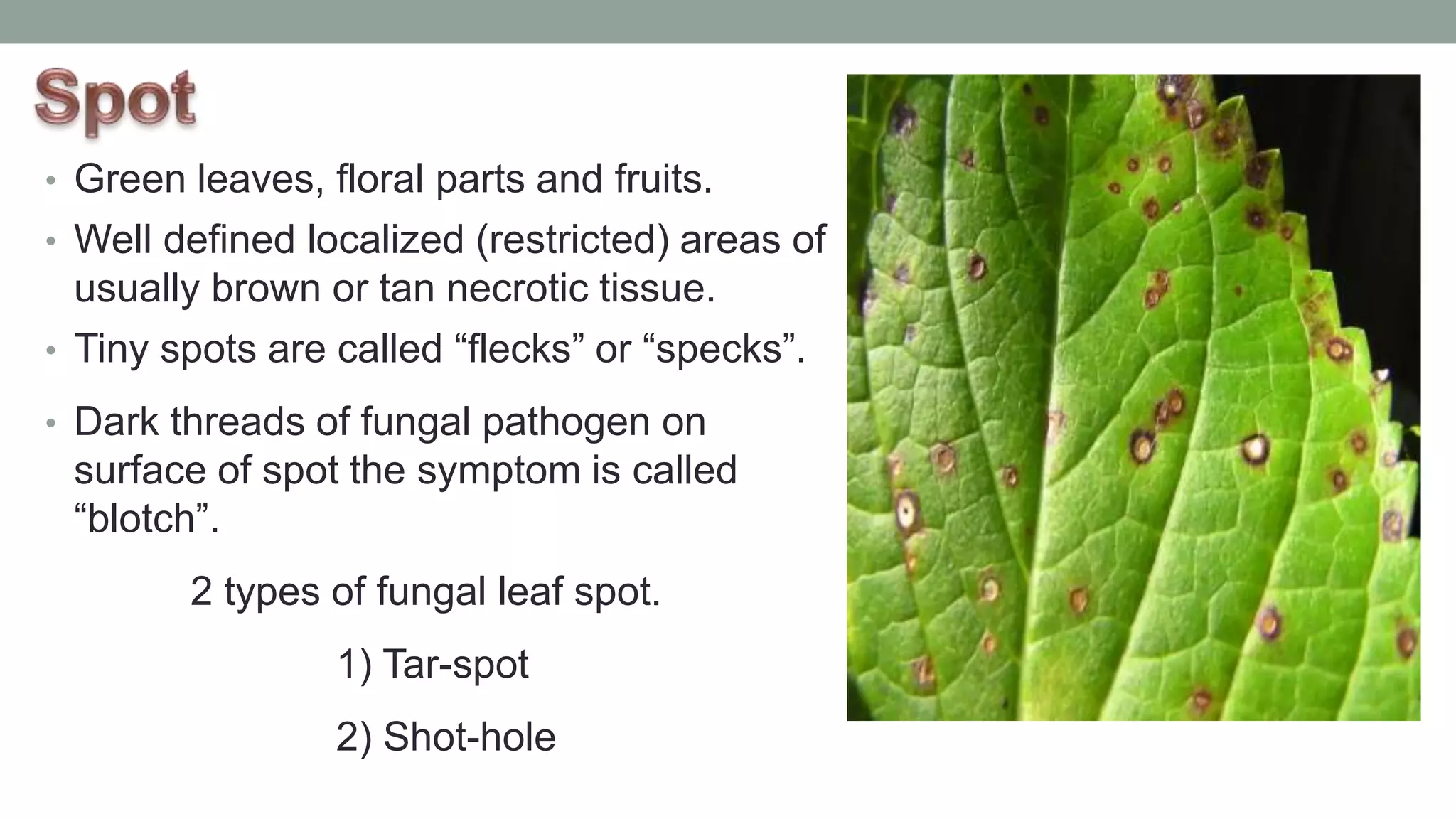 General Symptoms of Plant Diseases.pptx