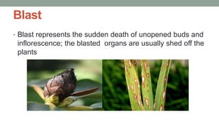 General Symptoms of Plant Diseases.pptx