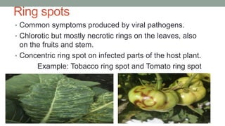 General Symptoms of Plant Diseases.pptx