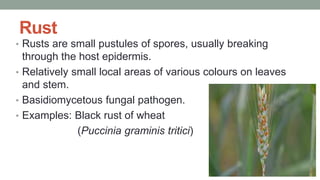 General Symptoms of Plant Diseases.pptx