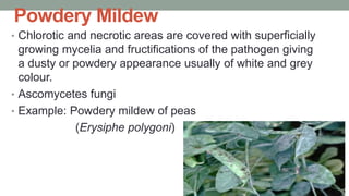 General Symptoms of Plant Diseases.pptx
