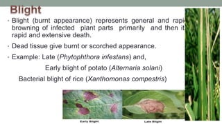General Symptoms of Plant Diseases.pptx