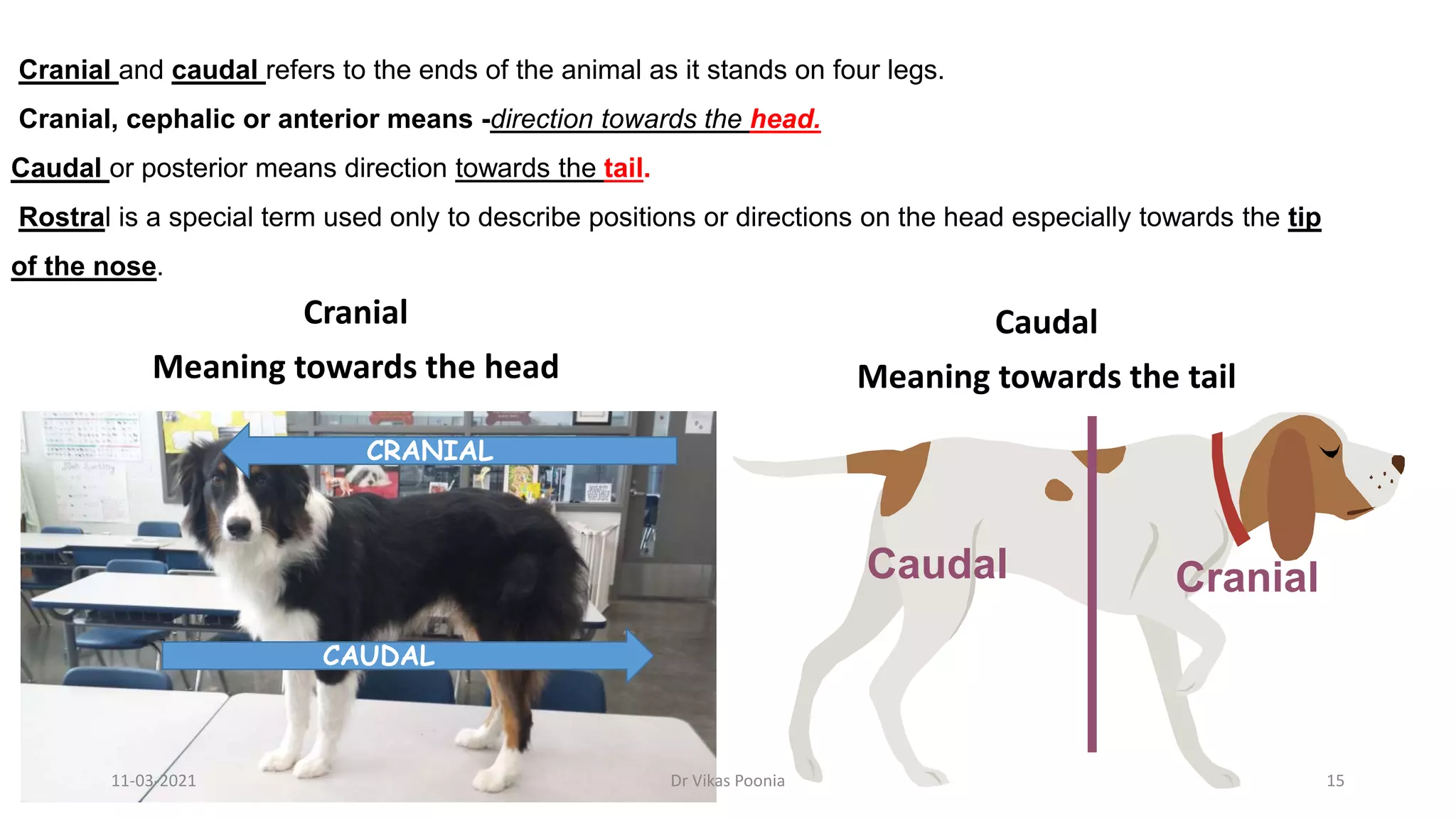 General veterinary anatomy by dr vikas kumar | PPTX
