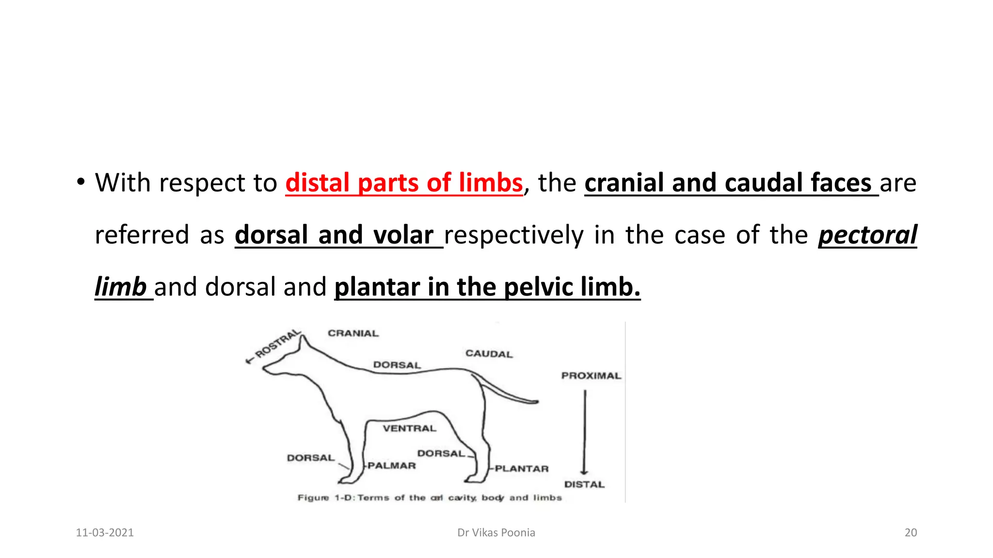 General veterinary anatomy by dr vikas kumar | PPTX