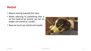 General veterinary anatomy by dr vikas kumar | PPTX